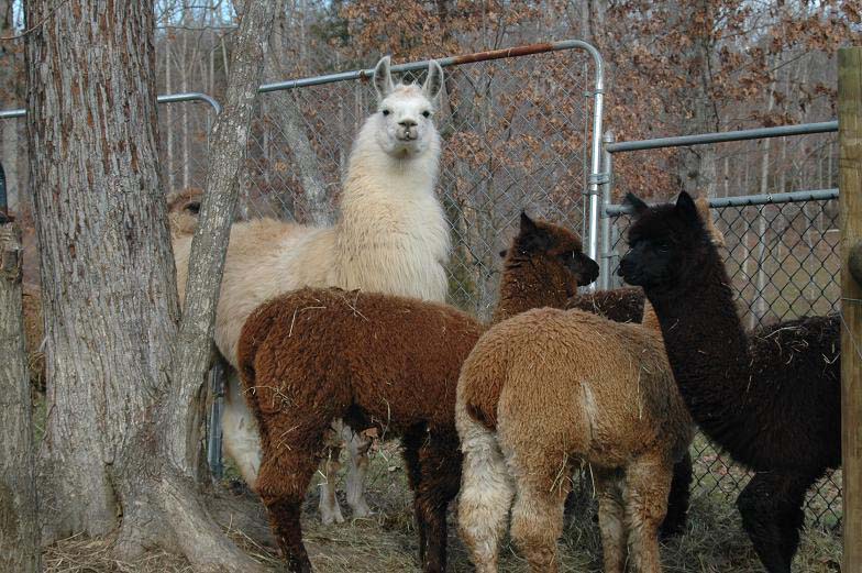 Guard Llamas